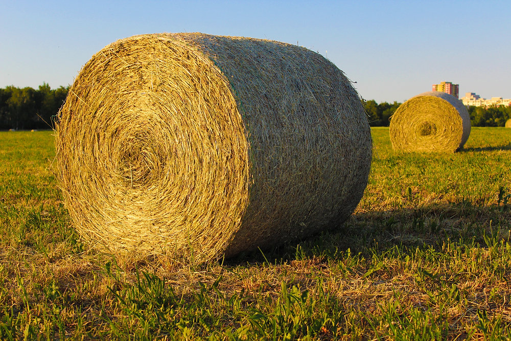 Non-irrigated hay vs. Irrigated Hay: What’s the Difference? | Redd ...