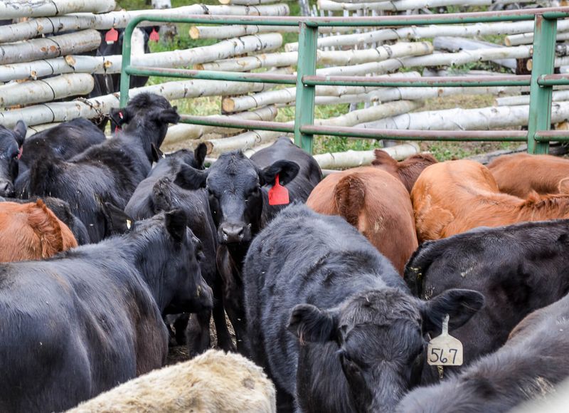 How To Create A Cattle Vaccination Plan | Redd Summit Advisors