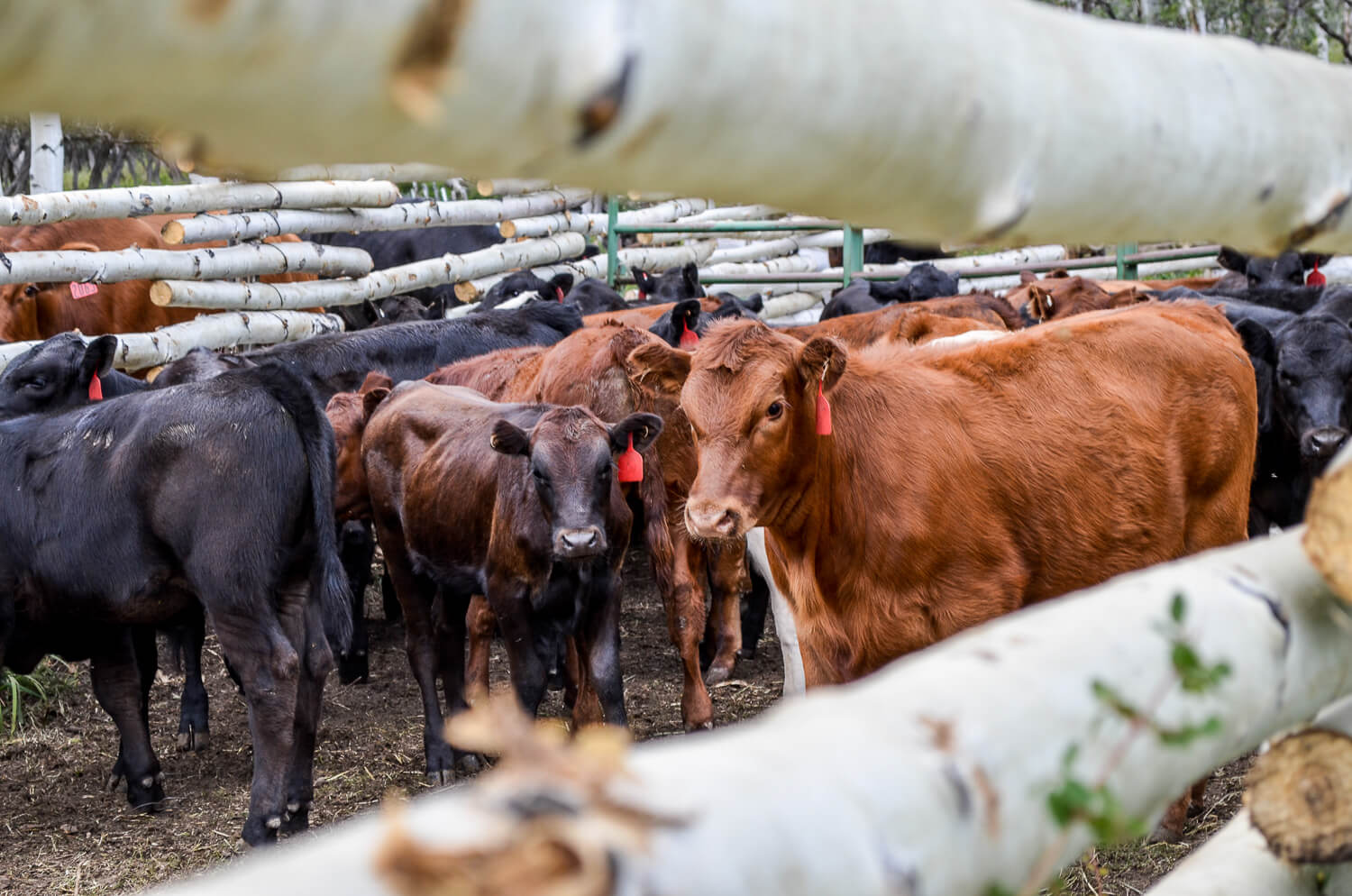 How to Vaccinate Cattle: Methods, Techniques, and Tips | Redd Summit ...