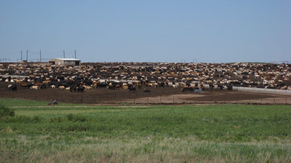 Factory Farming and Environmental Racism | New Roots Institute