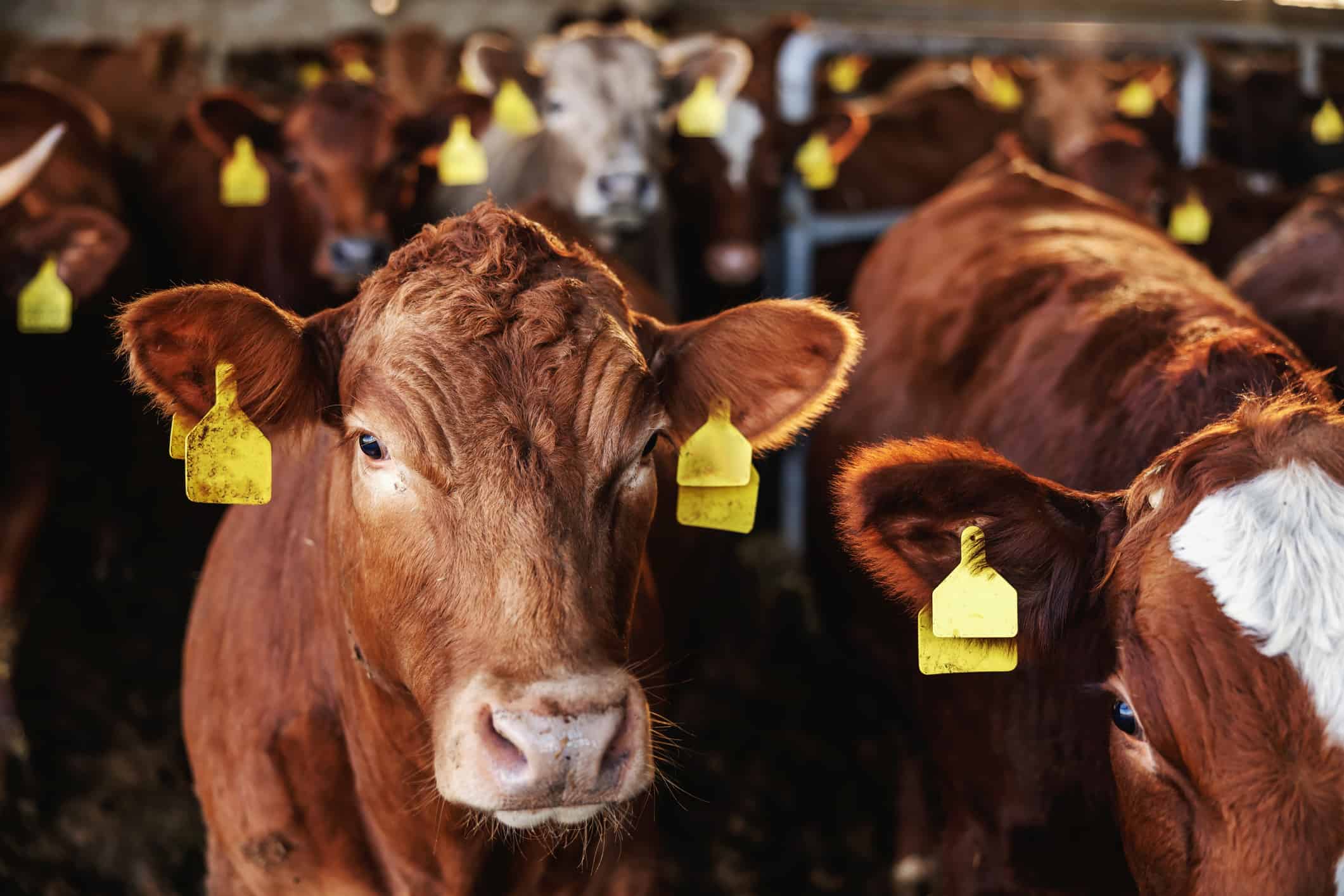 In Favor of Animal Moral Considerability | New Roots Institute