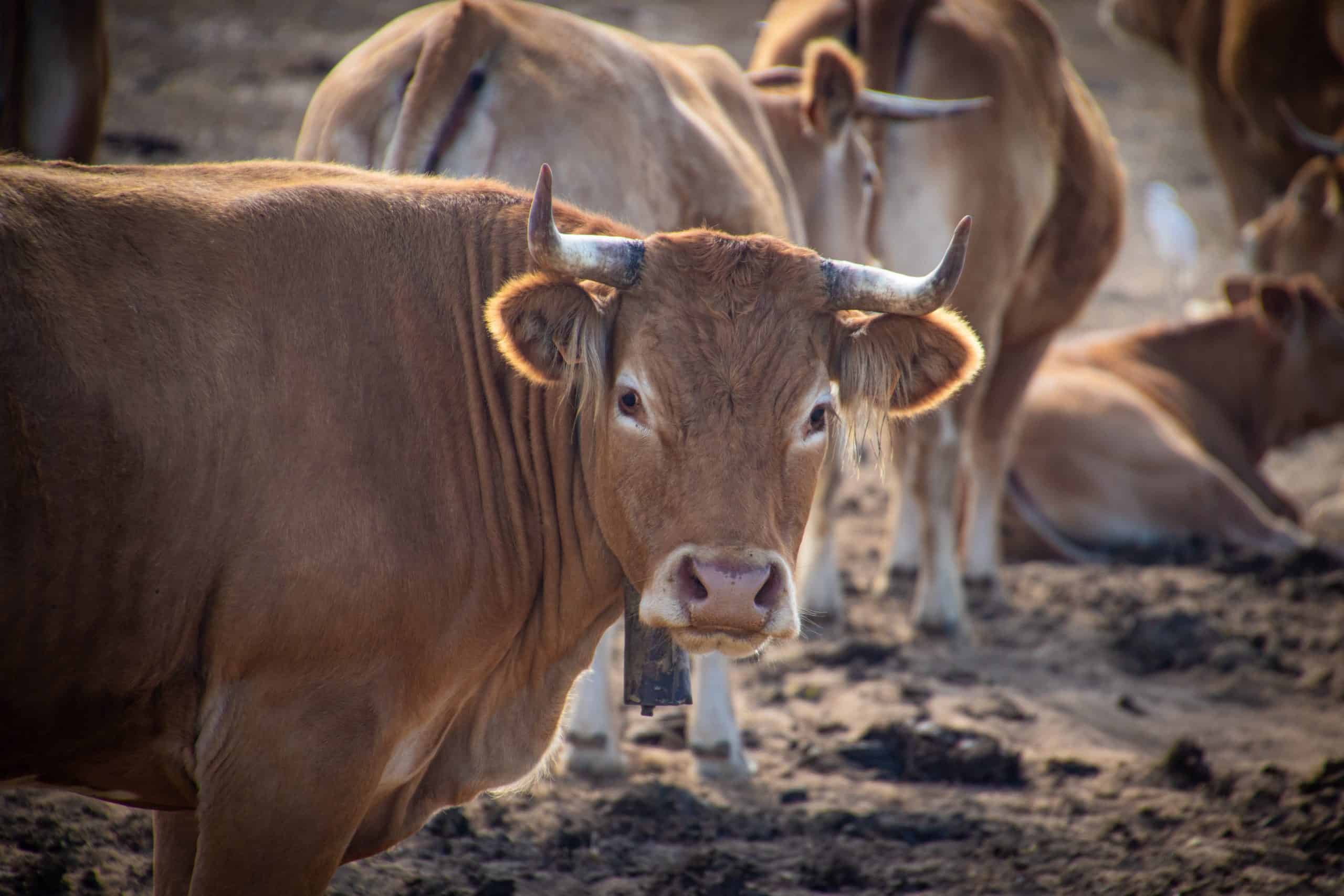 Cattle, Cellulose, and a Changing Climate | New Roots Institute