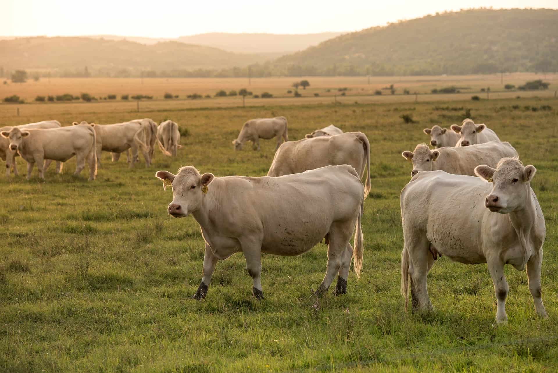 The Unnatural Diets of Factory Farmed Cattle | New Roots Institute