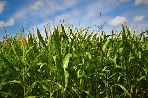 How Does Corn Farming Work and Is It Bad for the Environment? | New ...