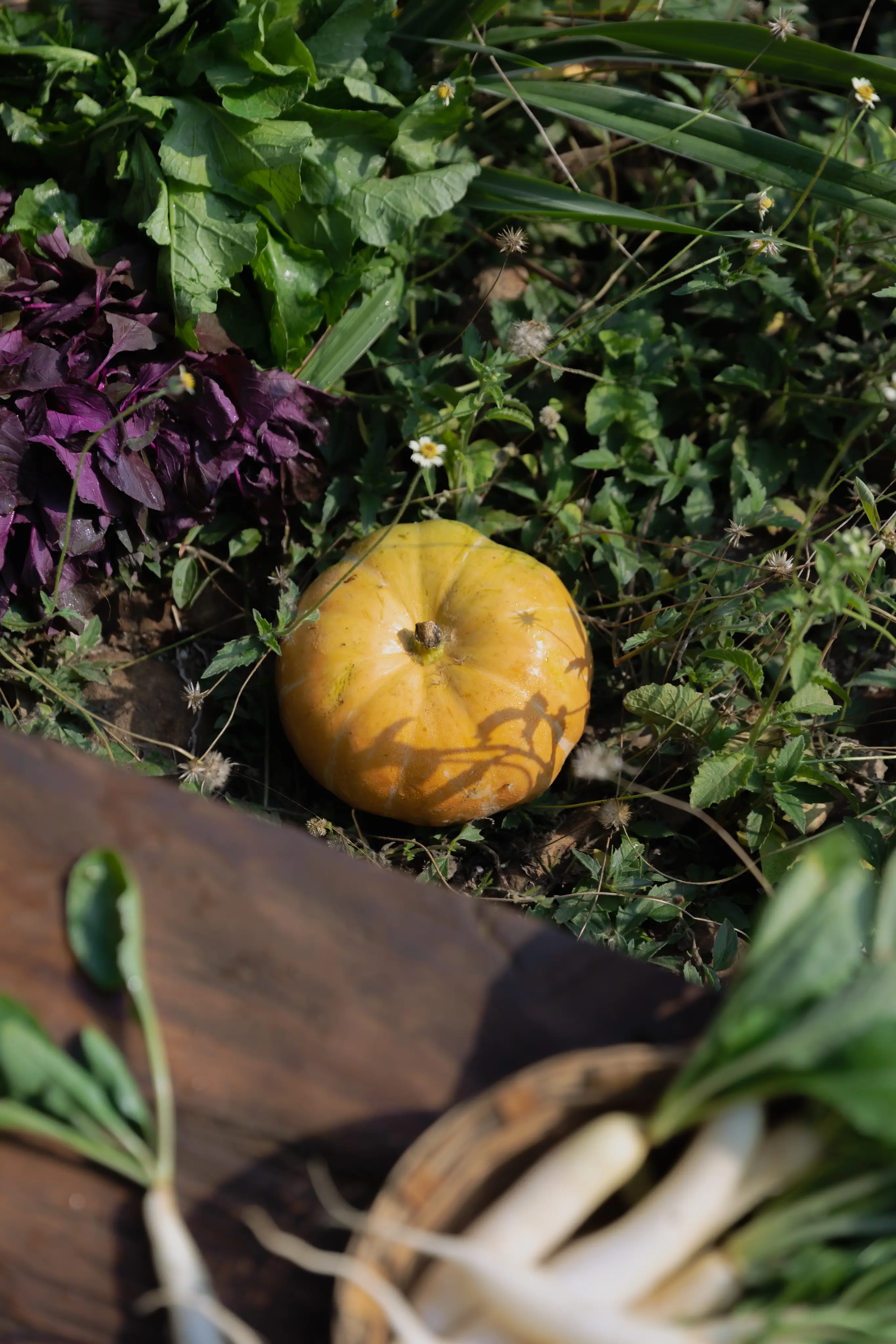 Tipai - Wildlife Luxuries India