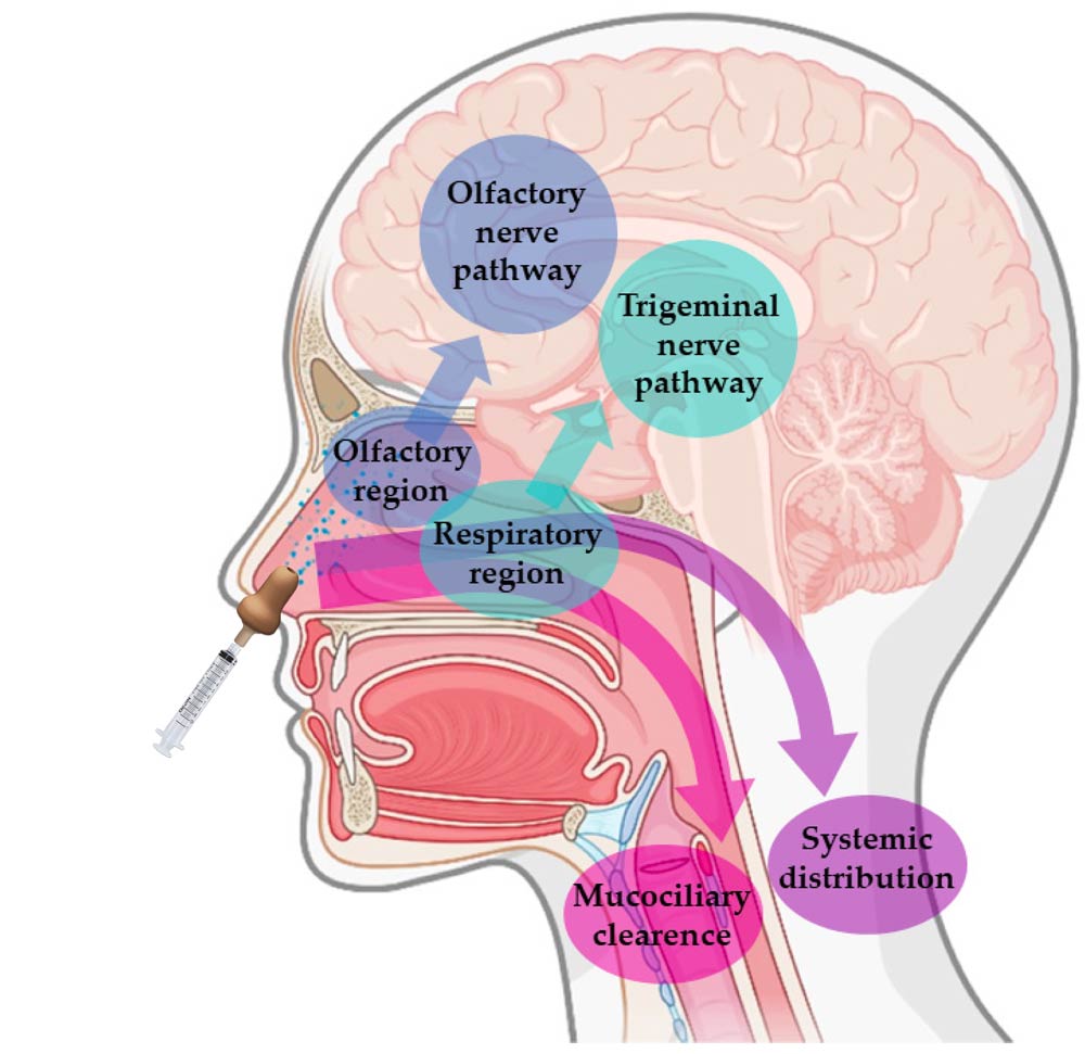 Nasal drug delivery | Hogne's therapy areas