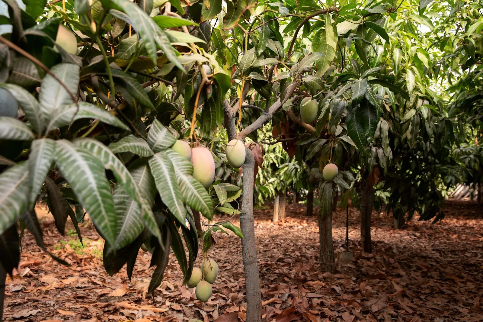 Mango Season in Belize