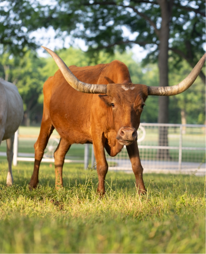 About | CRS Cabinets | Residential & Multifamily Cabinet Refacing