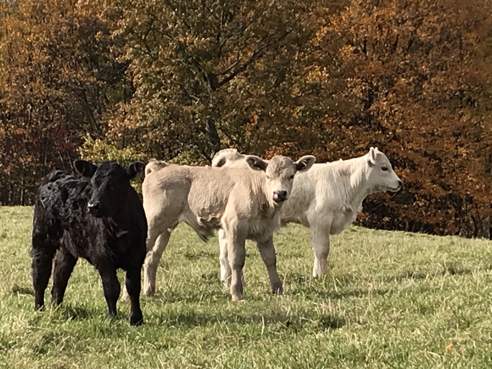 The Farmer in the Dell Blog Post | Runaway Ridge