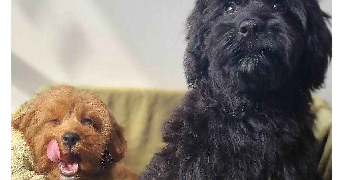 Finding the Perfect Dog Breed | Upper Hound