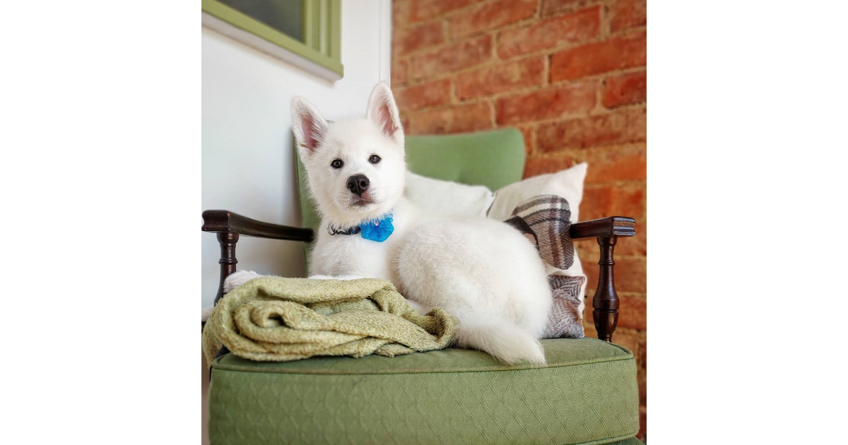 Puppy Grooming Guide | Upper Hound