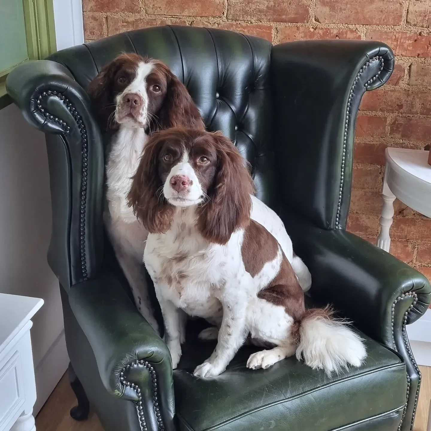 5-Star Dog Grooming in Farnborough | Upper Hound Dog Grooming