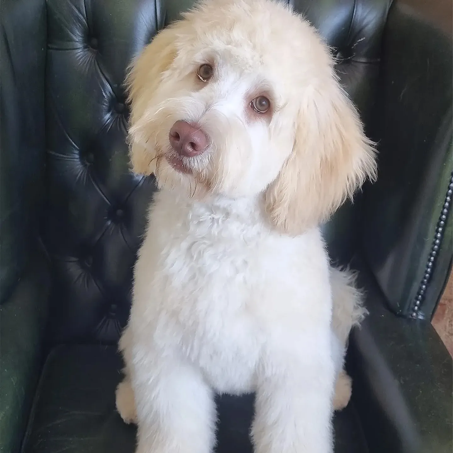 Puppy Grooming | Upper Hound Dog Grooming