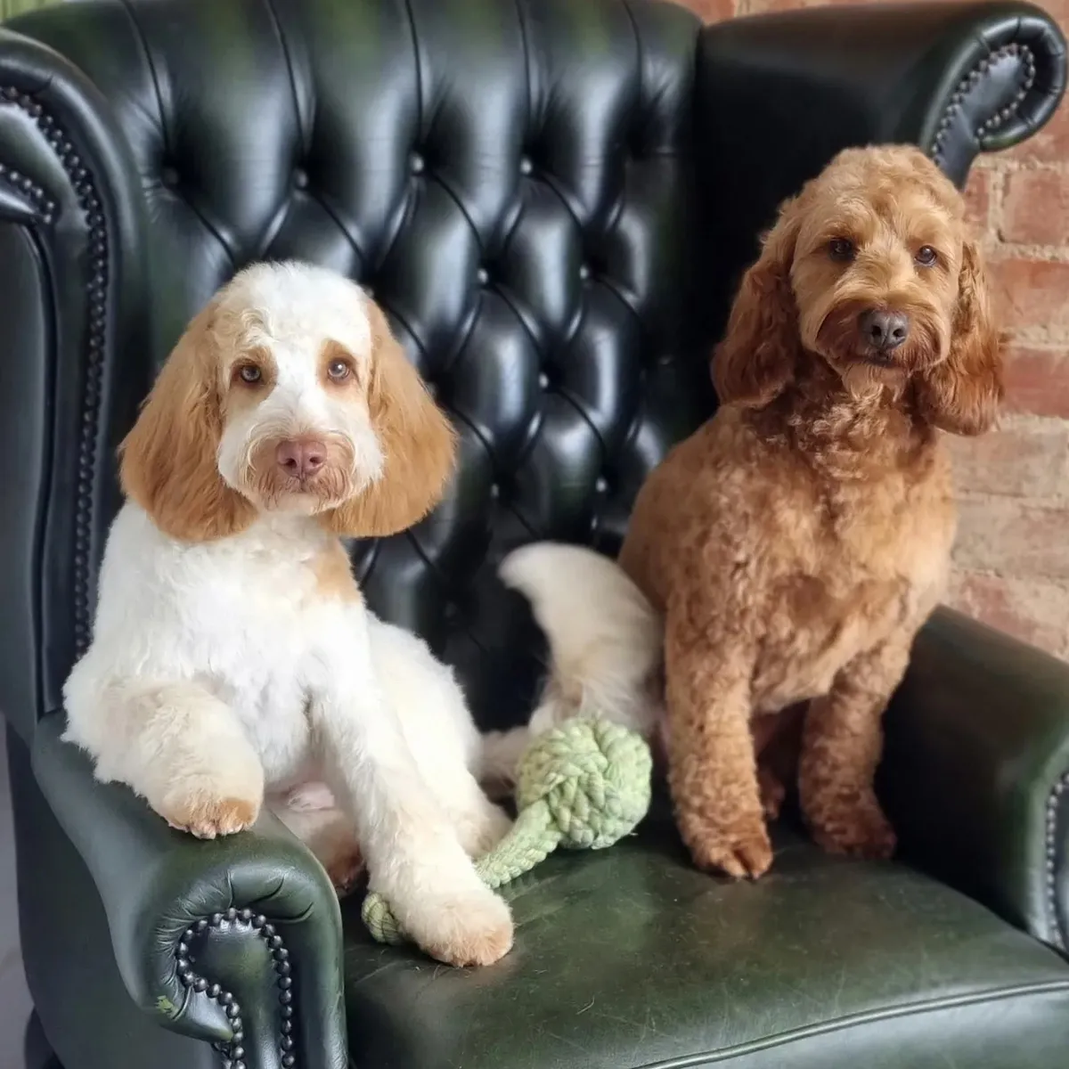 5-Star Dog Grooming in Farnborough | Upper Hound Dog Grooming