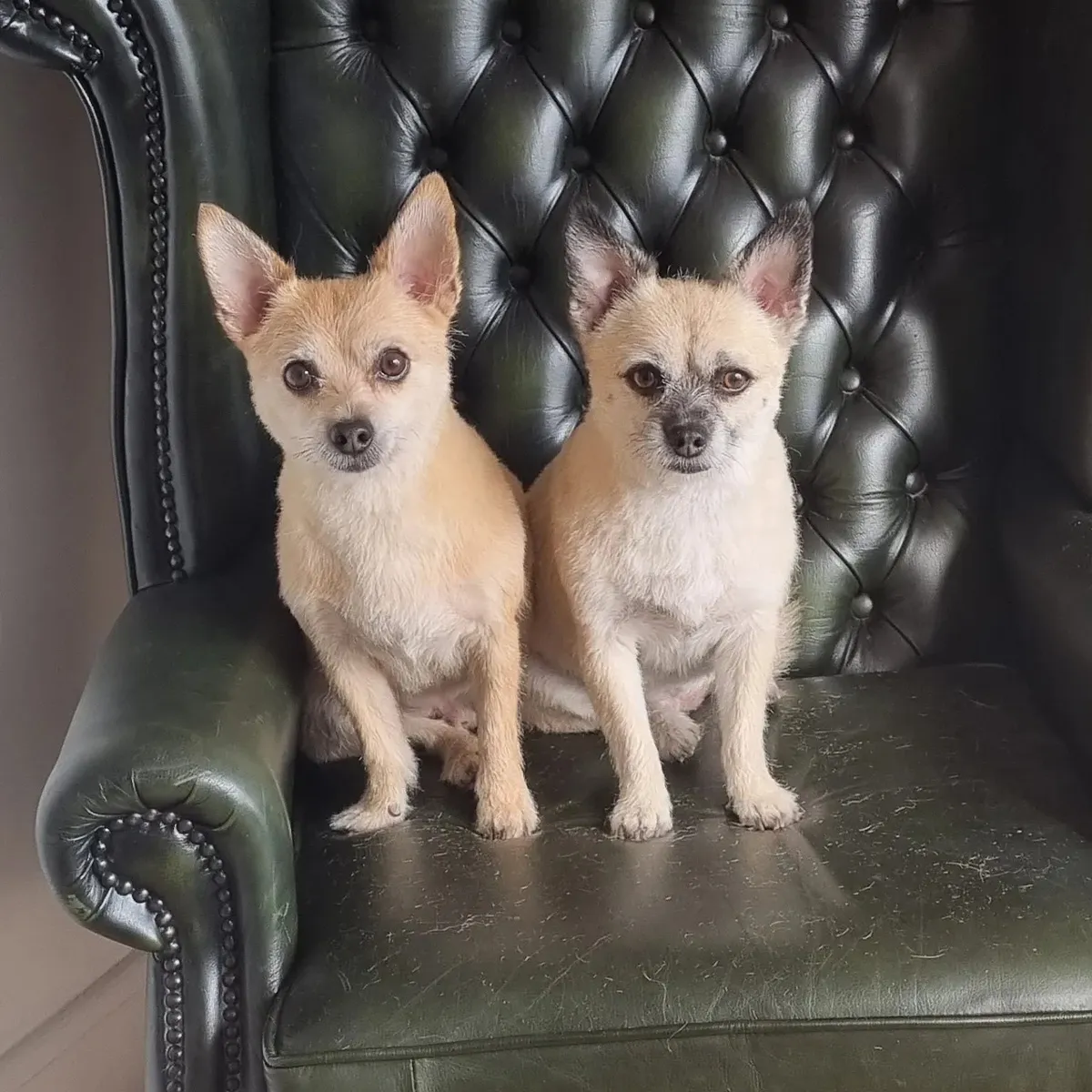 5-Star Dog Grooming in Farnborough | Upper Hound Dog Grooming