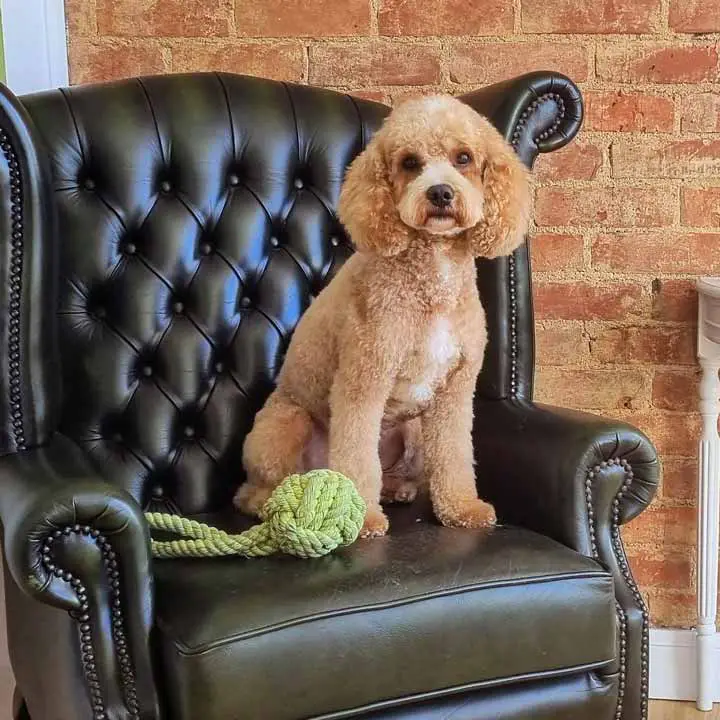 5-Star Dog Grooming in Farnborough | Upper Hound Dog Grooming