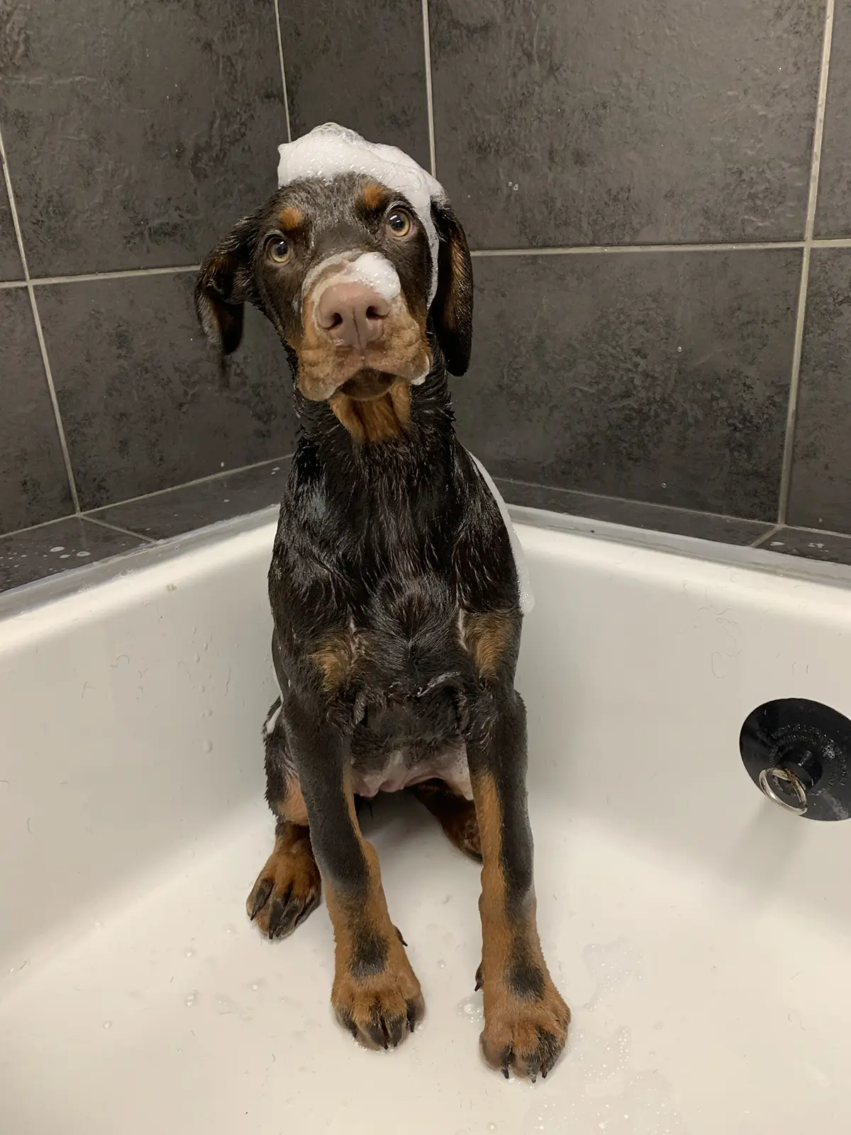 About Us | Upper Hound Dog Grooming