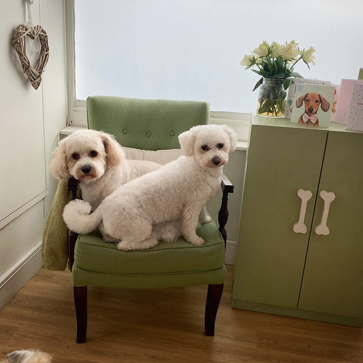 Contact Us | Upper Hound Dog Grooming