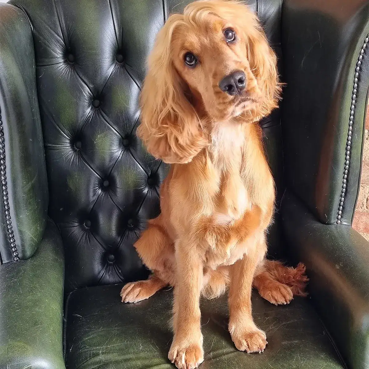 5-Star Dog Grooming in Farnborough | Upper Hound Dog Grooming