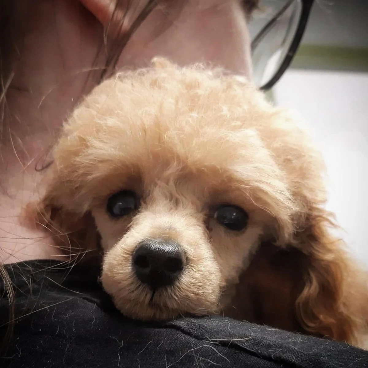 Join Our Grooming Team | Upper Hound Dog Grooming