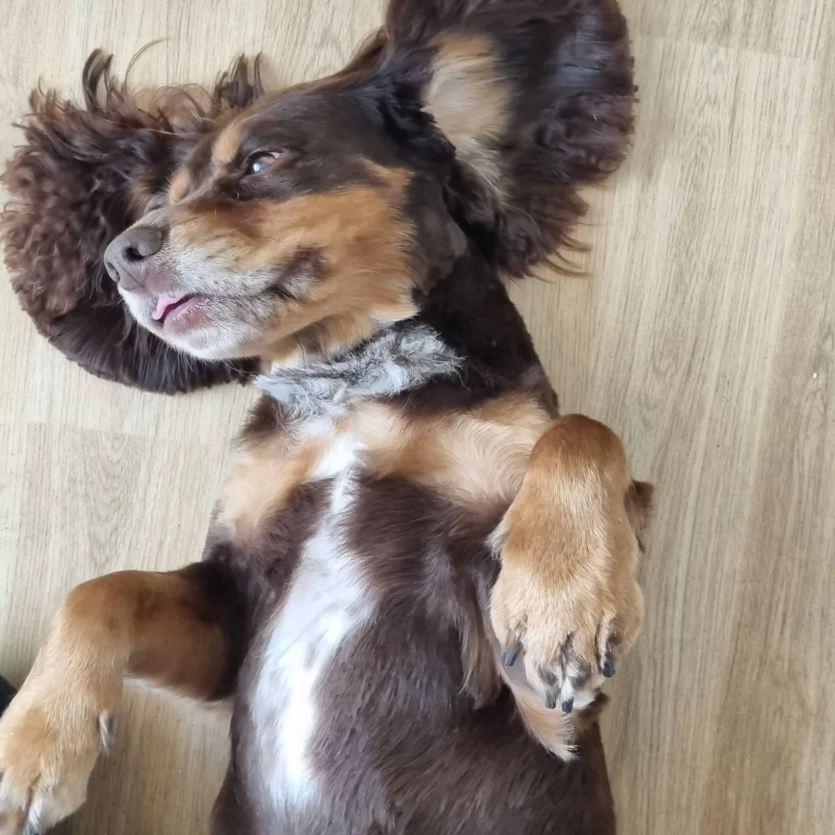 Join Our Grooming Team | Upper Hound Dog Grooming