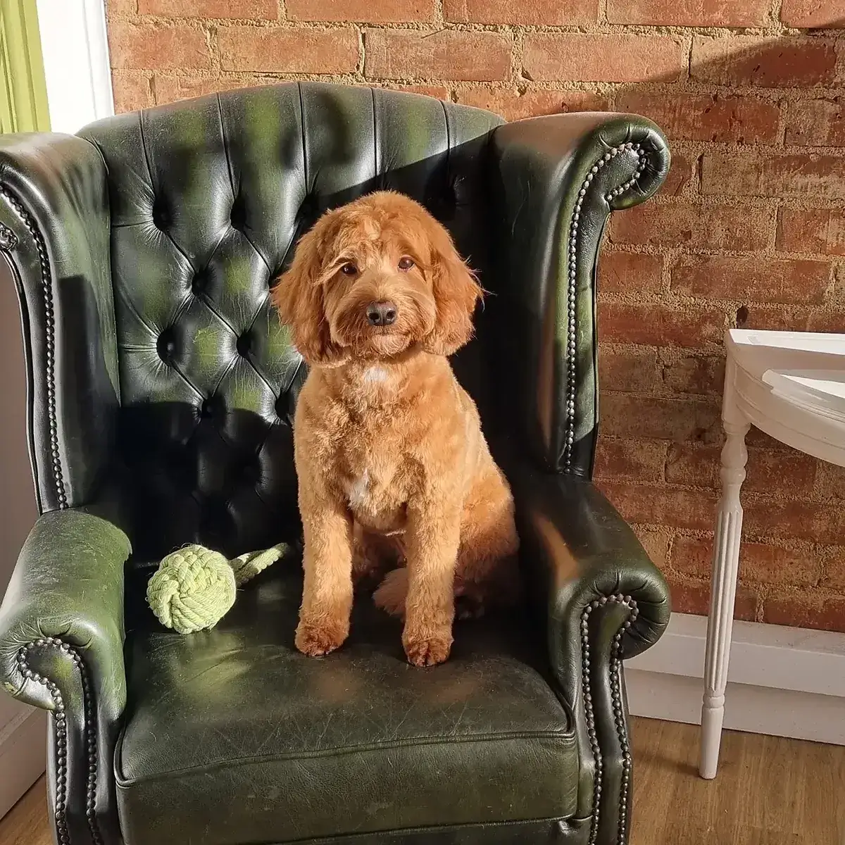 5-Star Dog Grooming in Farnborough | Upper Hound Dog Grooming