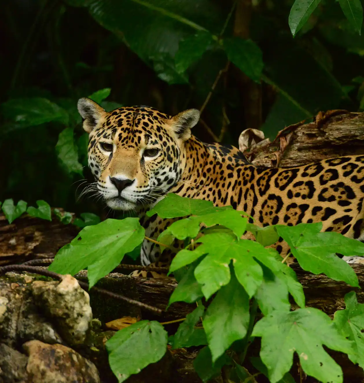 Backyard Voyage | Belize Adventure Tours, Belize Cave Tubing & More!