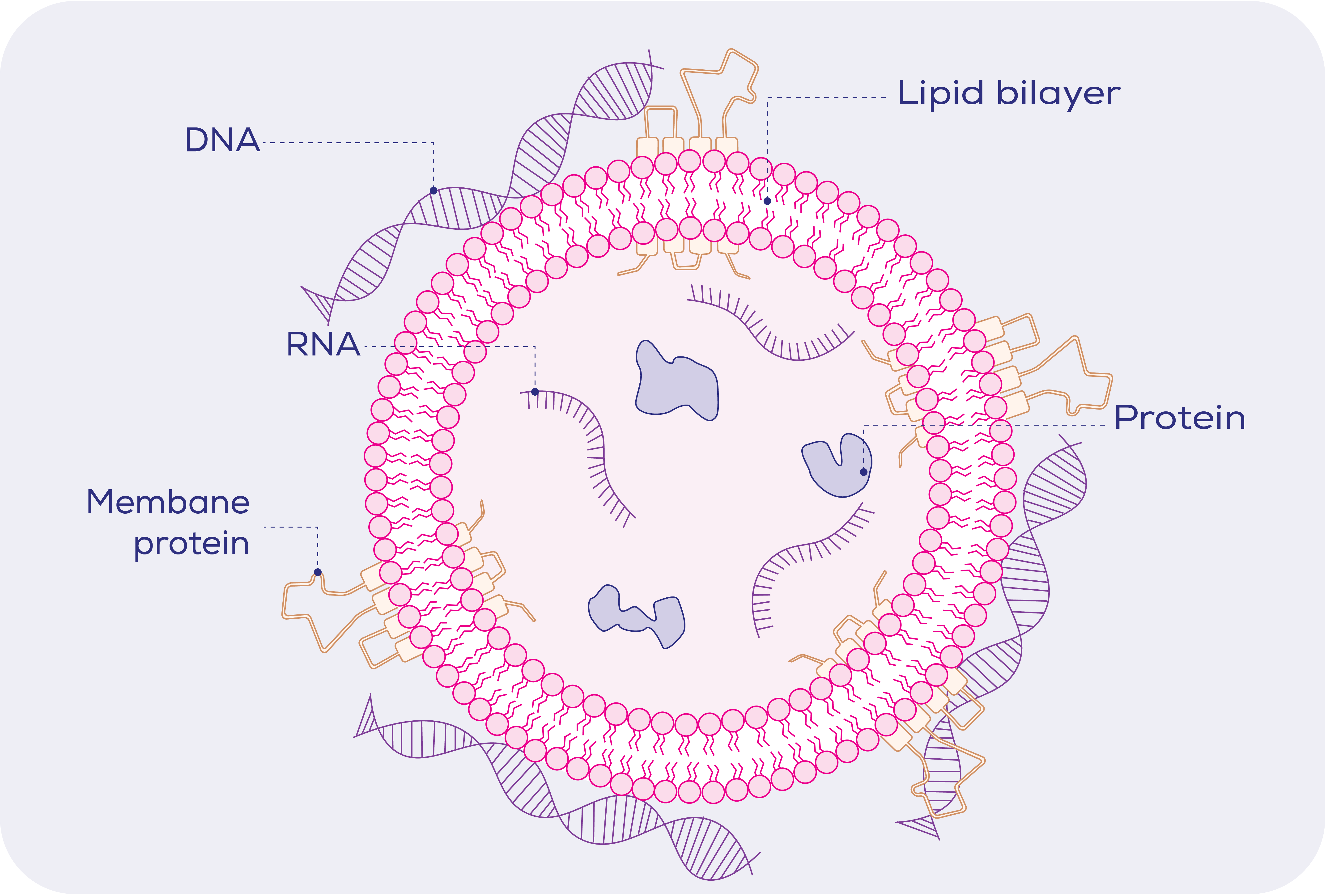 A Tale of Two Techniques: Comparing Size Exclusion Chromatography and ...