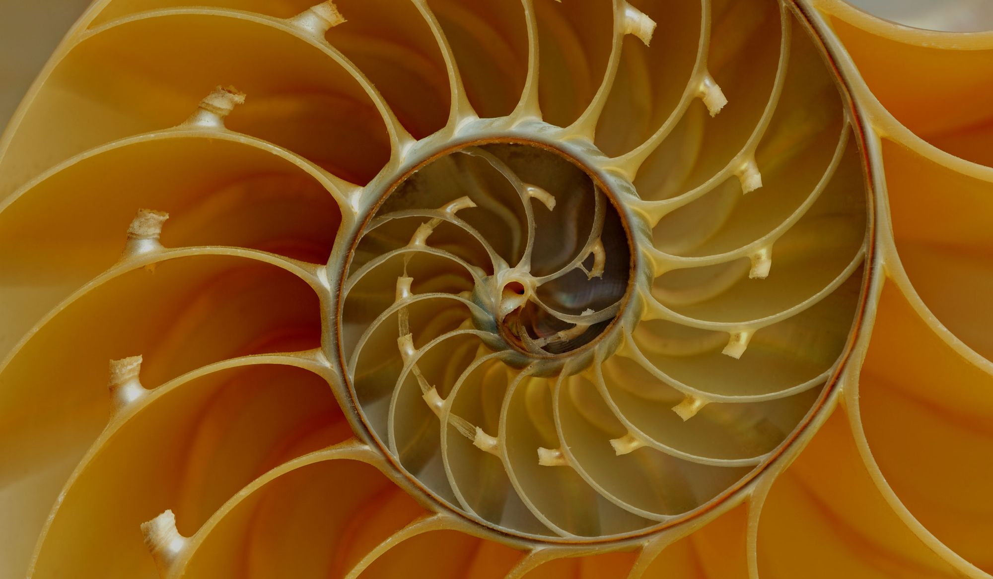 Bimetallic Standards