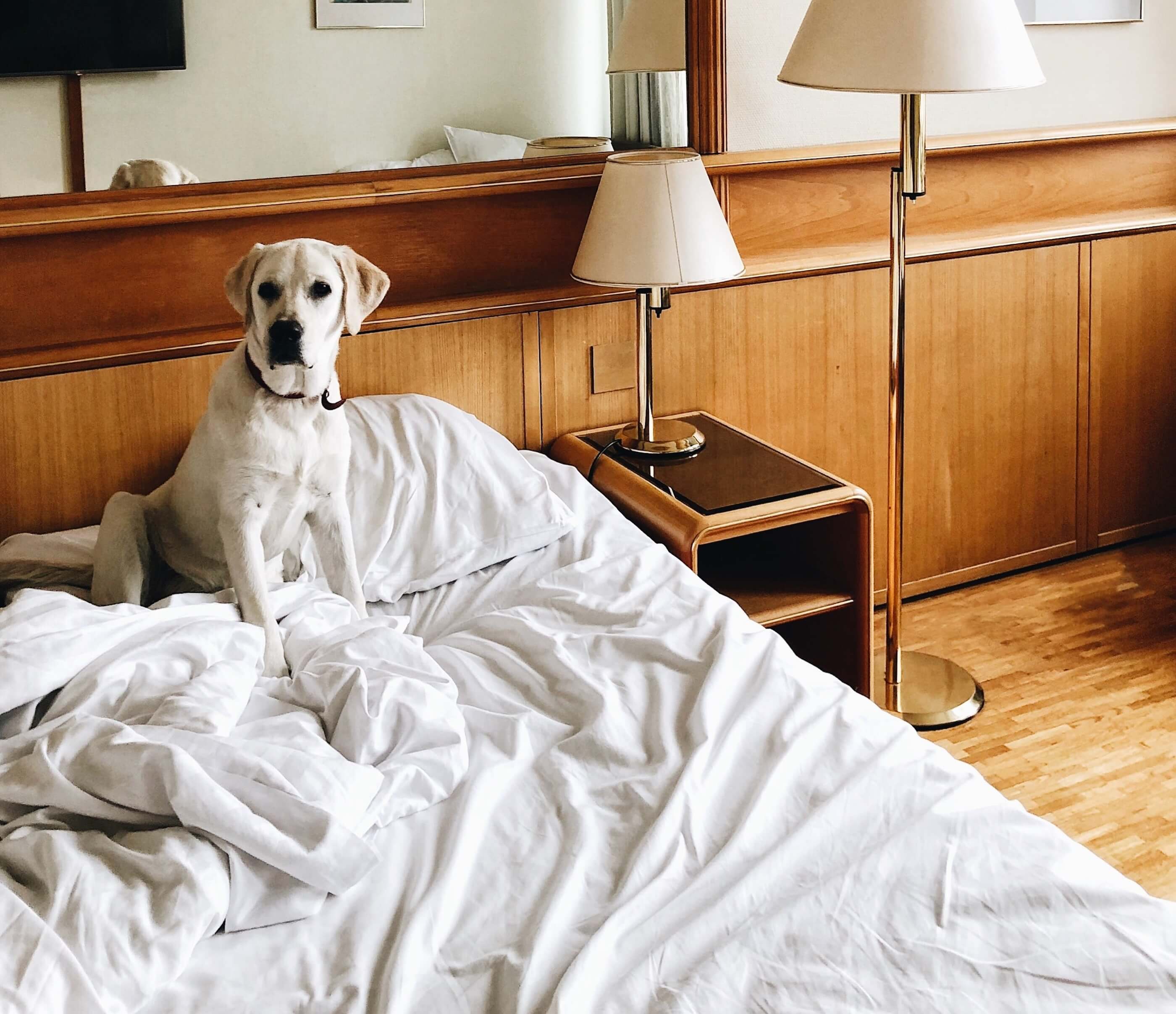 Why Do Dogs Scratch In Their Beds?