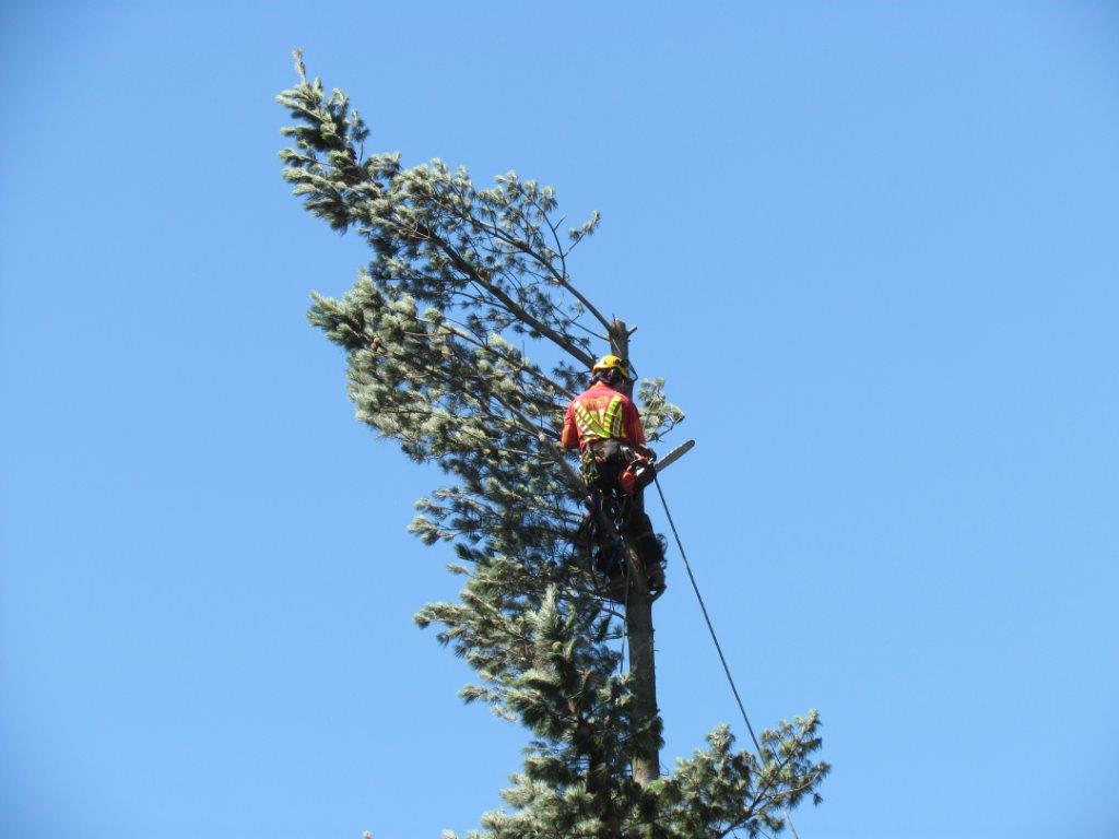 Apply for Tree Renewal | Blog | Treetech