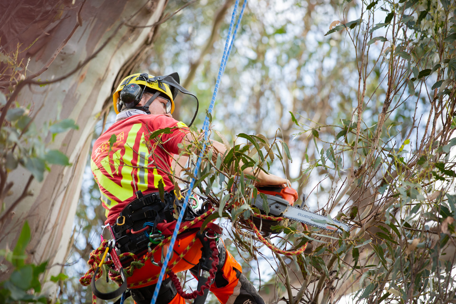 Treetech | Careers | Senior Arborist