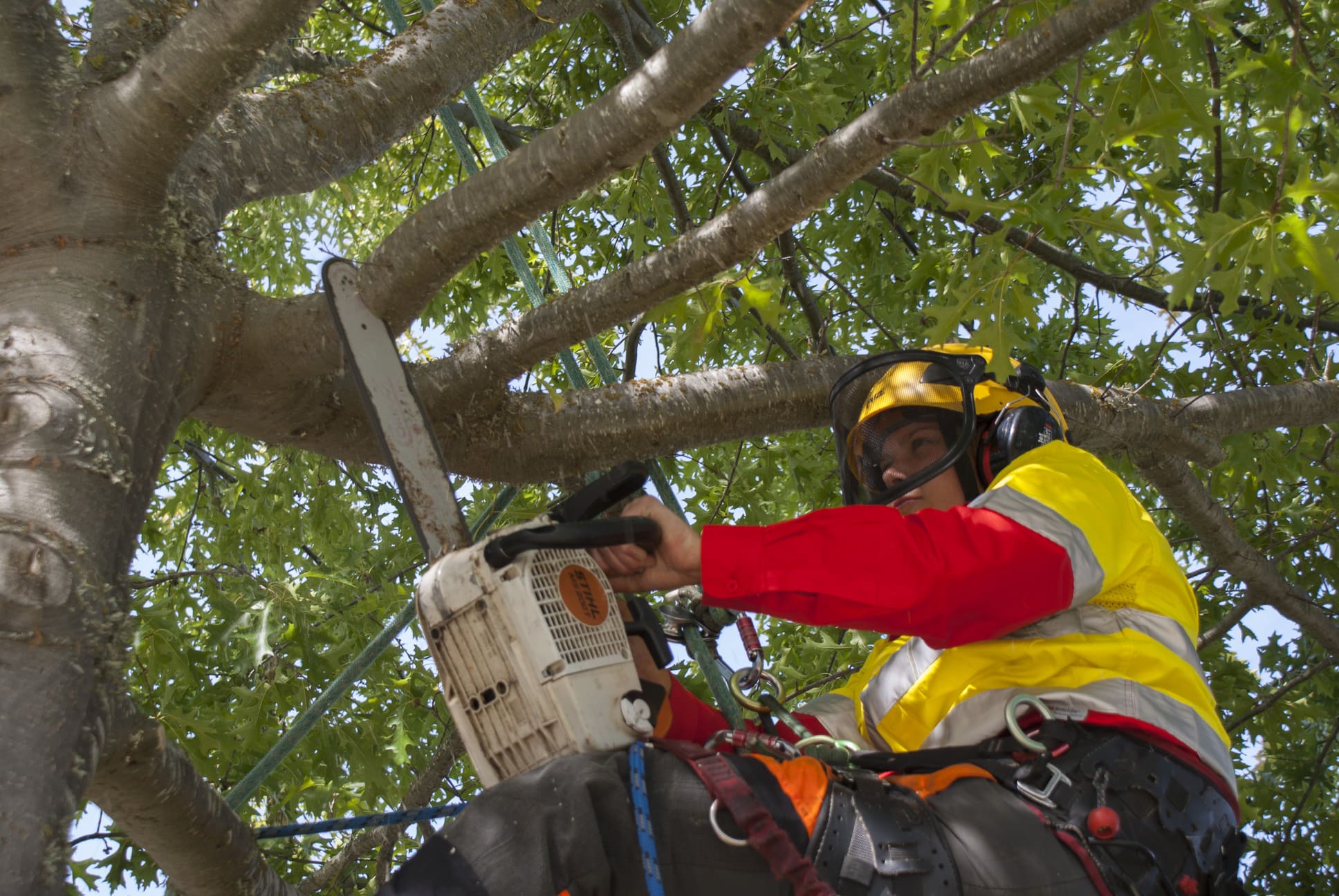 Tree Cutting Services | Trimming and Pruning | Treetech