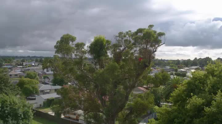 Treetech | Christchurch and Wellington Treecare