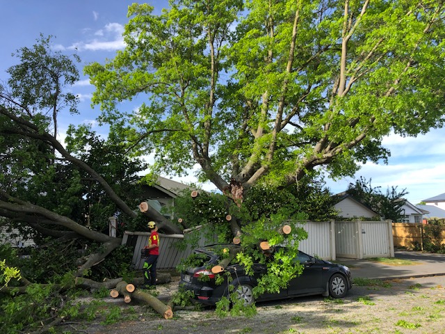 Treetech | Christchurch and Wellington Treecare