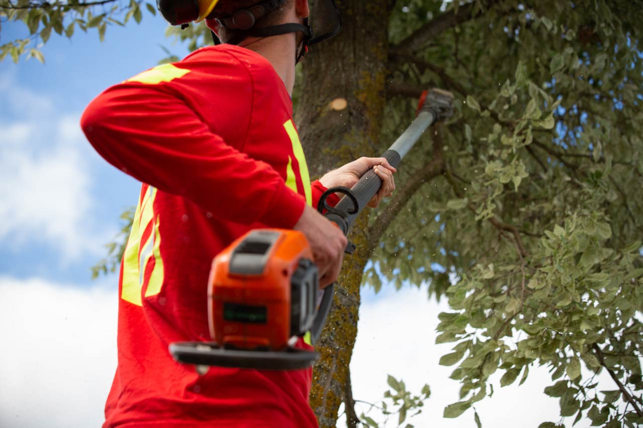 Treetech | Christchurch and Wellington Treecare