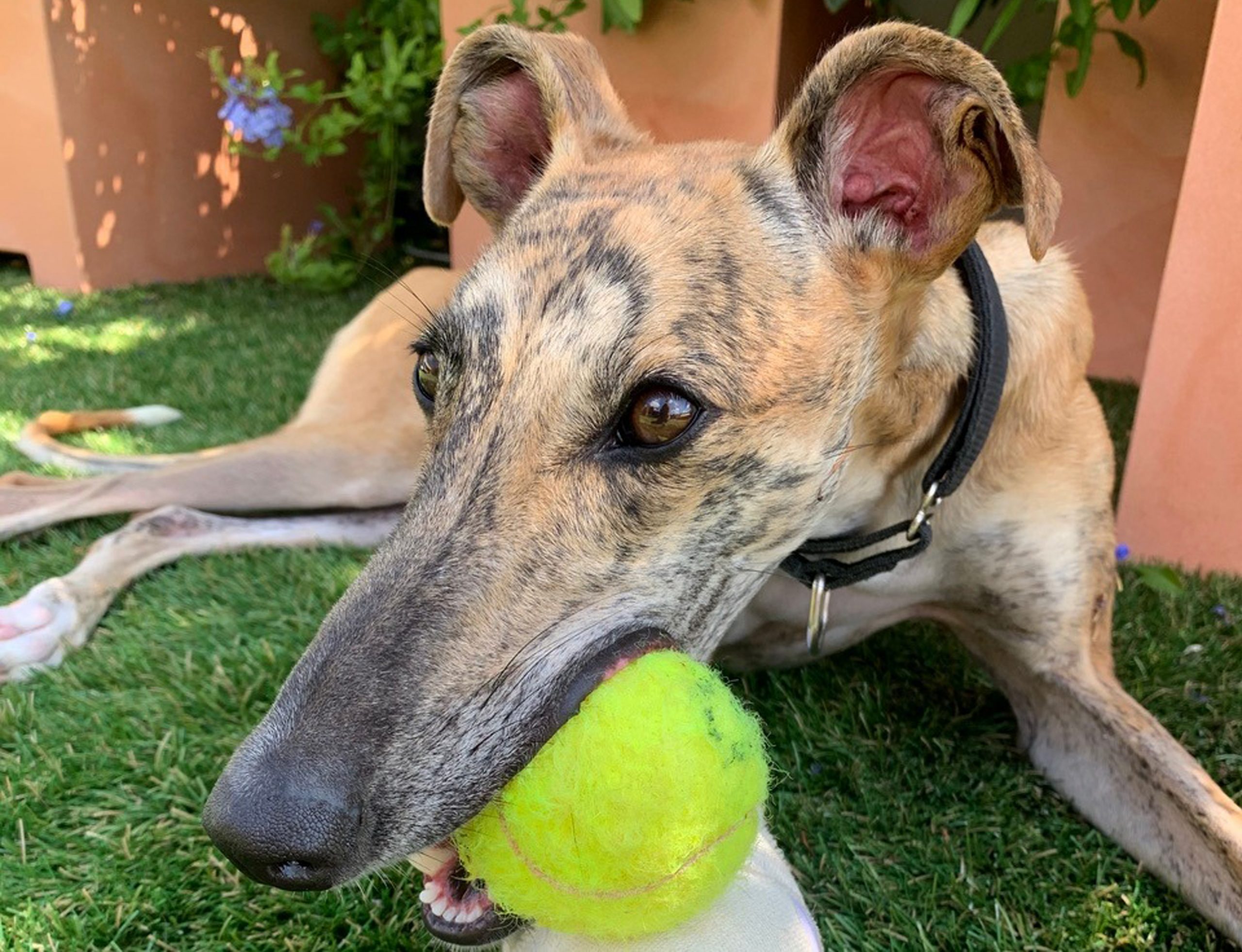 SOS Galgos - About hare coursing with Galgos in Spain