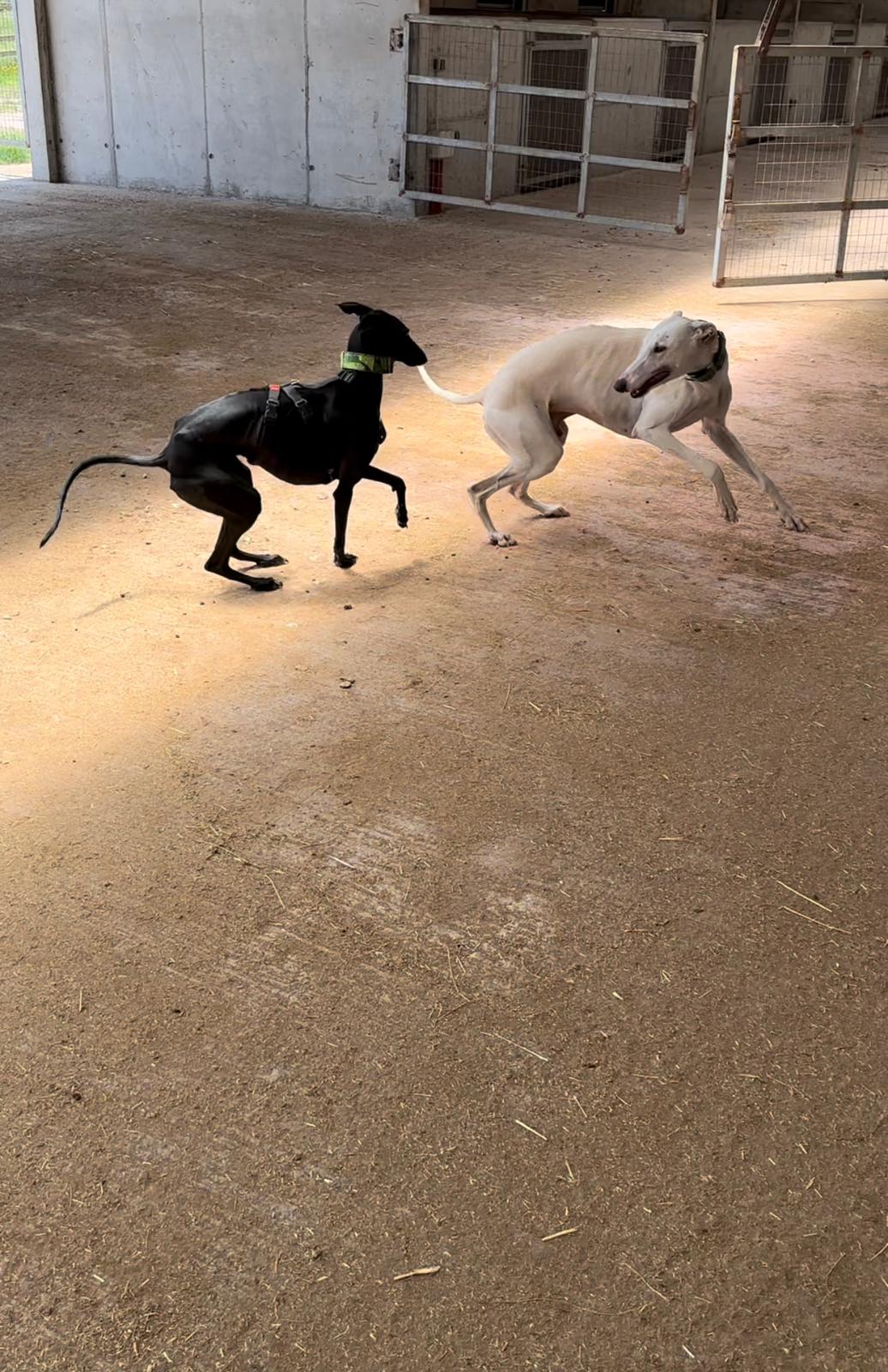 SOS Galgos - About hare coursing with Galgos in Spain