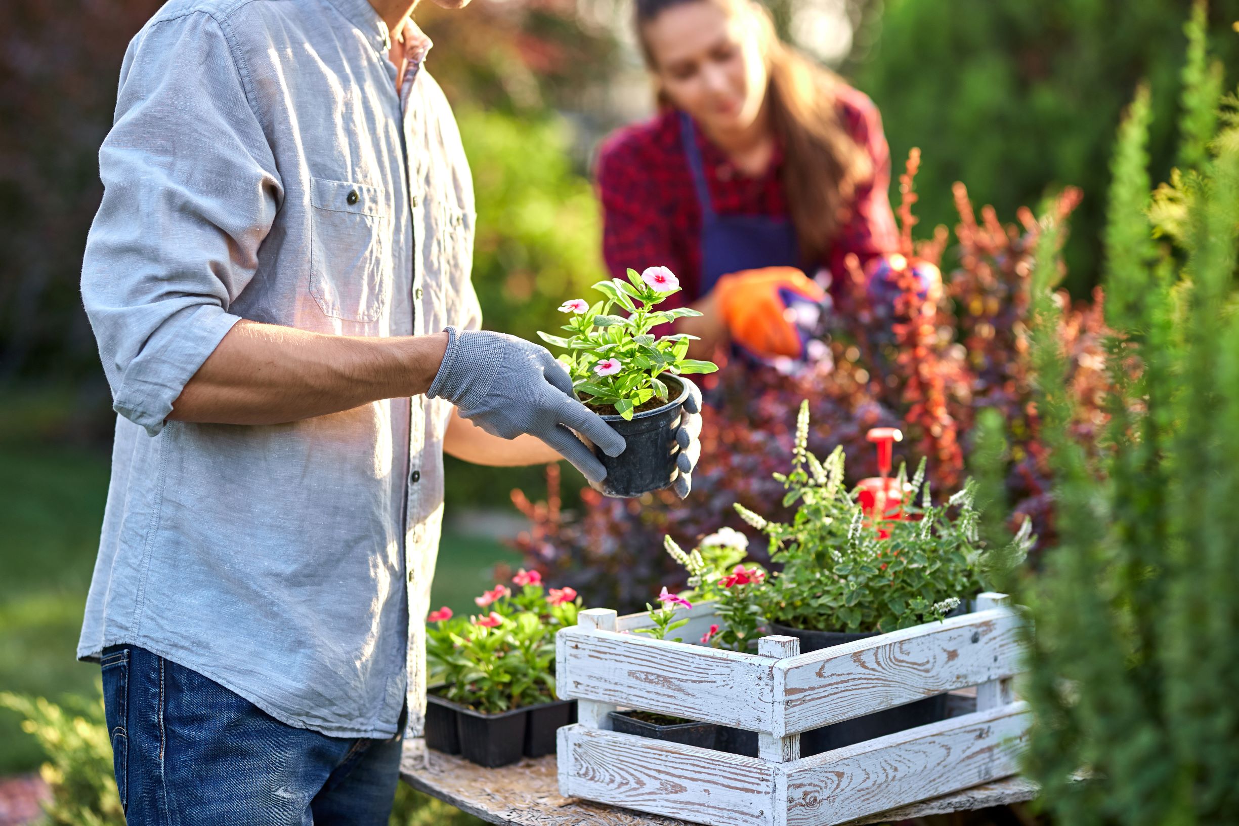 National Garden Month - The Best Plants for Your Home | Rocky Top ...