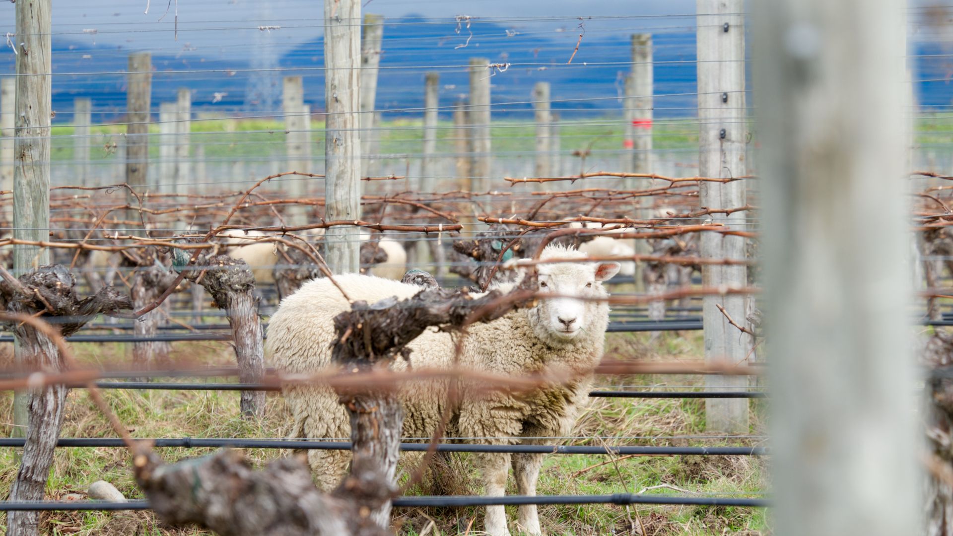 Australia's terroir: what every sip of wine tells you about our country