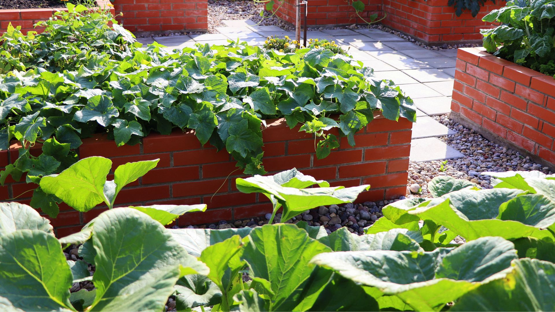 How to grow your own food fast: quick-growing veggies for beginner ...