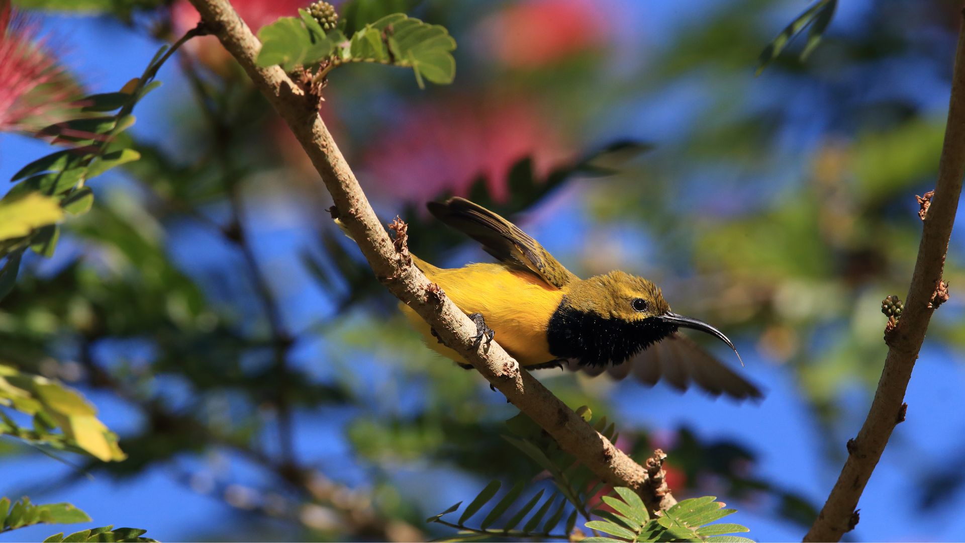 10 of Australia's best birdwatching spots