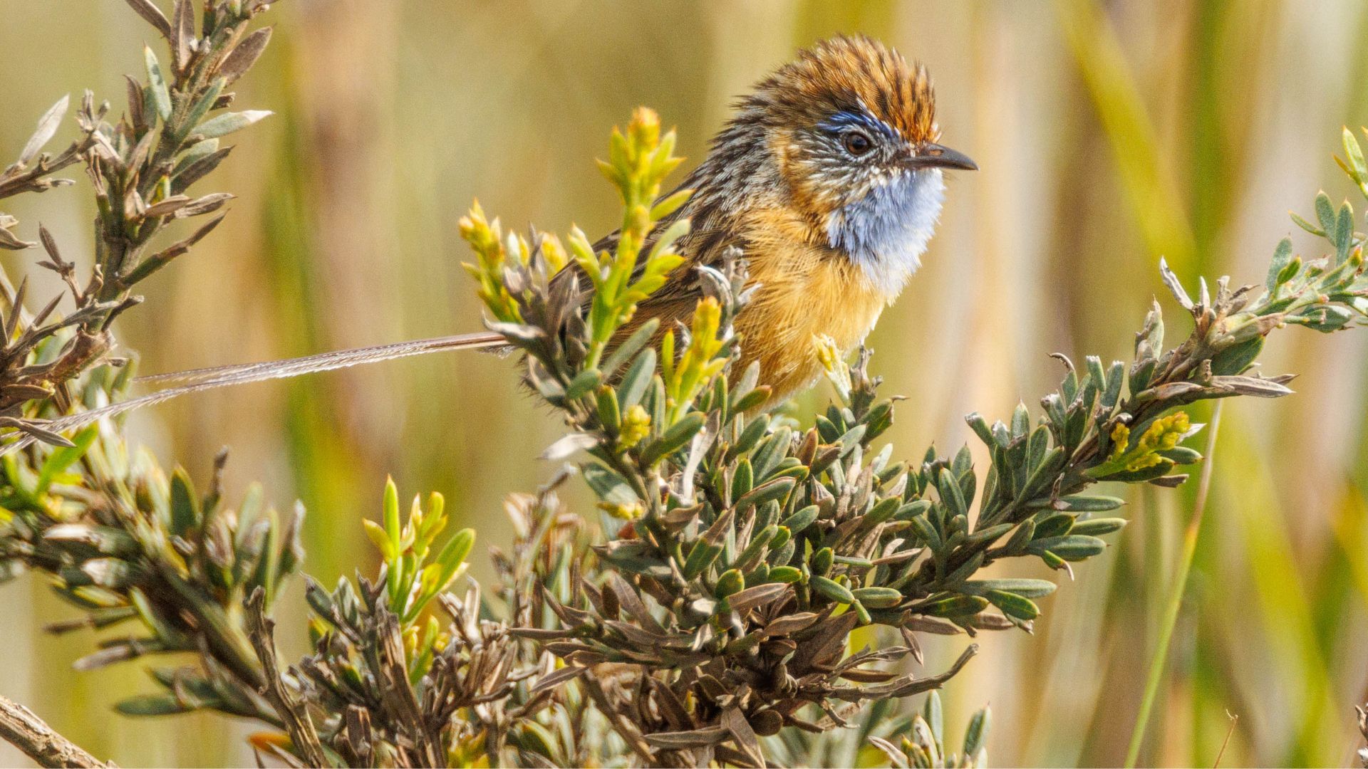 10 of Australia's best birdwatching spots