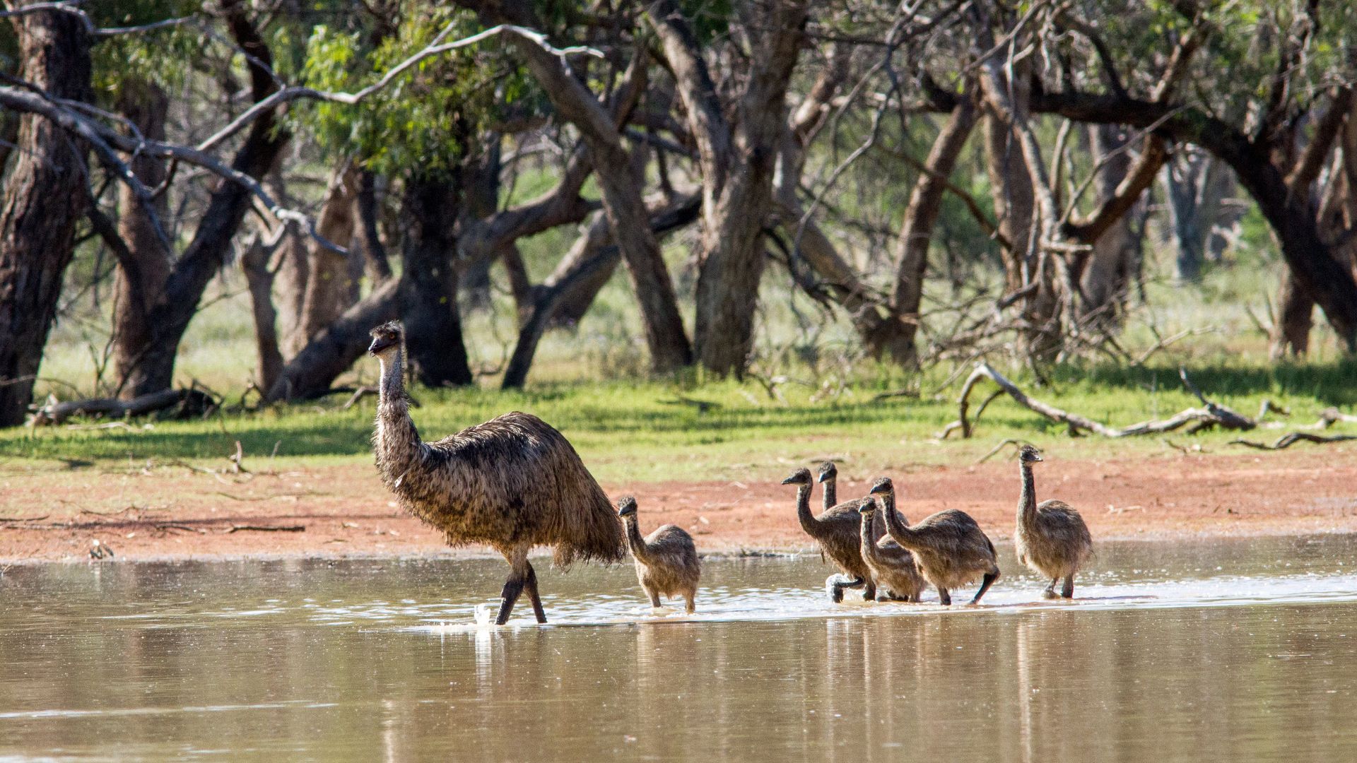 10 of Australia's best birdwatching spots