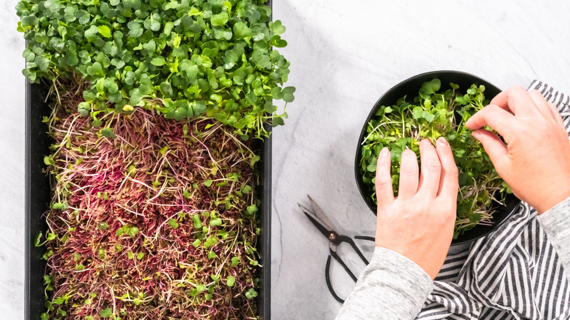 Grow your own microgreens on your kitchen bench