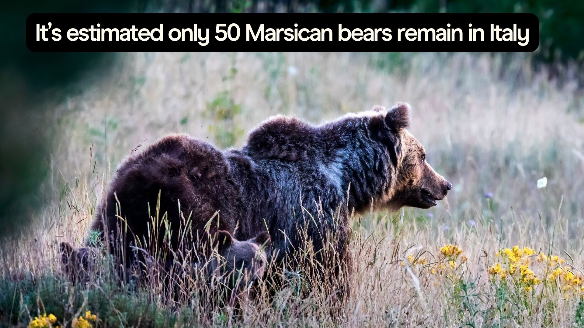 Untamed Abruzzo: where Italy’s wolves, bears, castles and beautiful ...