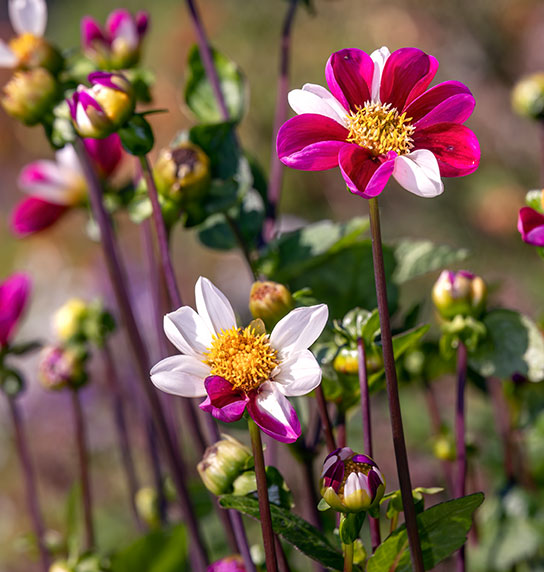 Abbots Ripton Estate | Visiting