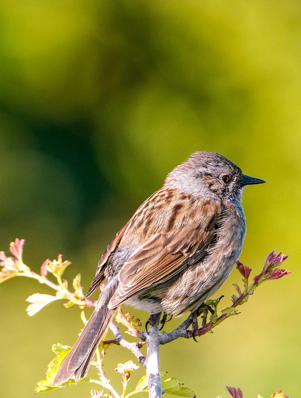 Abbots Ripton Estate | About The Estate