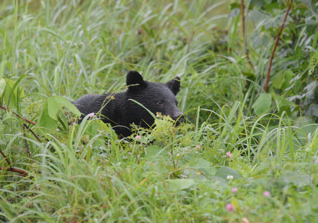 Japan’s northern bear hunters: Matagi, a culture co-existing with ...