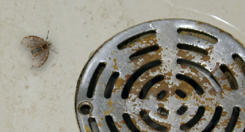 Tackling Drain Fly Problems Down Under: Effective Strategies For ...